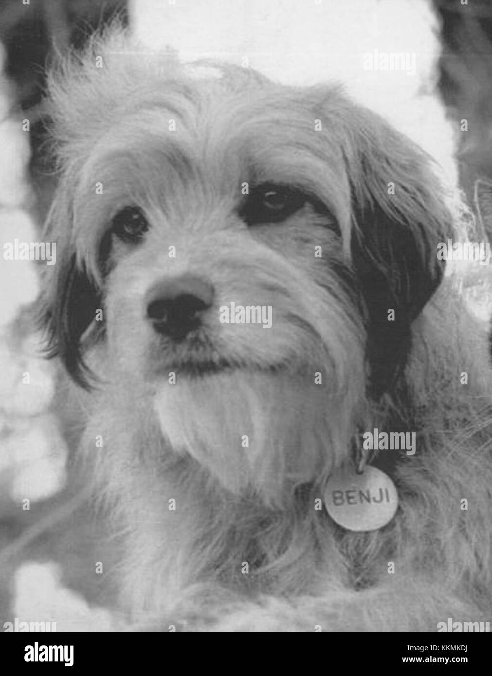 A 1977 publicity photograph featuring Benji, the renowned dog actor ...