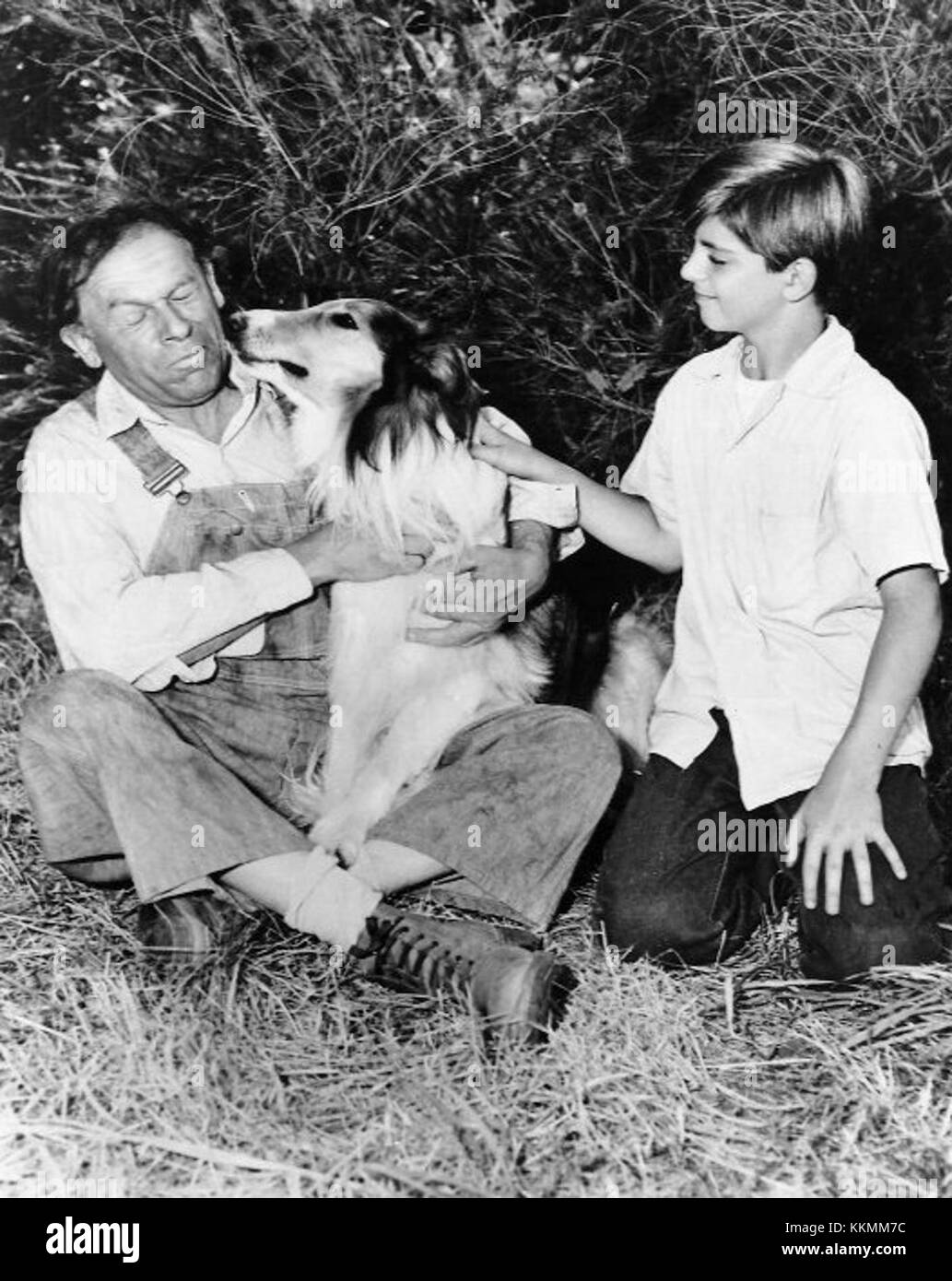 Lassie dog hi-res stock photography and images - Alamy