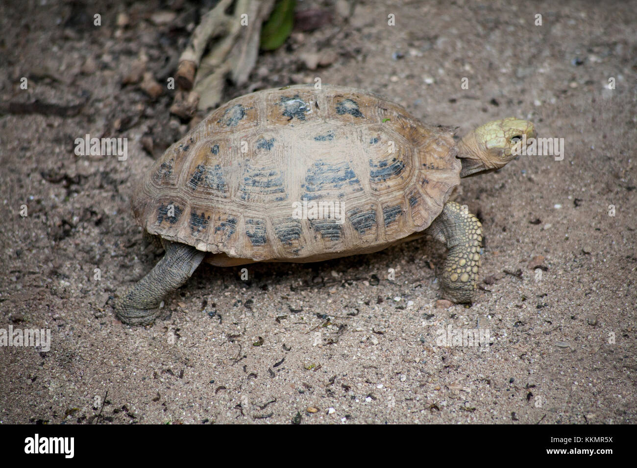 Yellow turtle or Elongated tortoise Stock Photo - Alamy