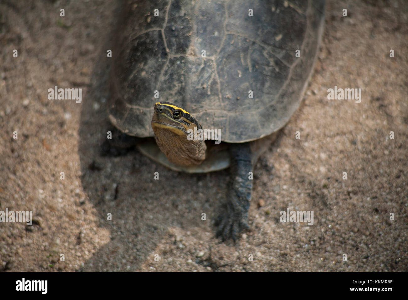 Yellow headed temple turtle hi-res stock photography and images - Alamy