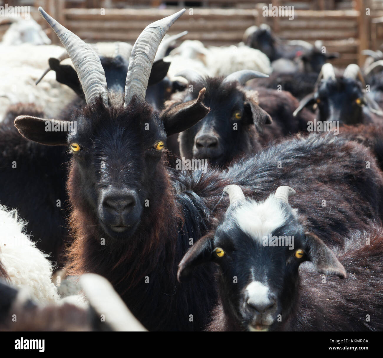 Goat and sheep grazing Stock Photo - Alamy