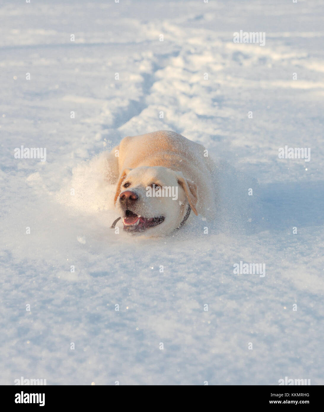 Ritriver Labrador in the snow in winter Stock Photo - Alamy