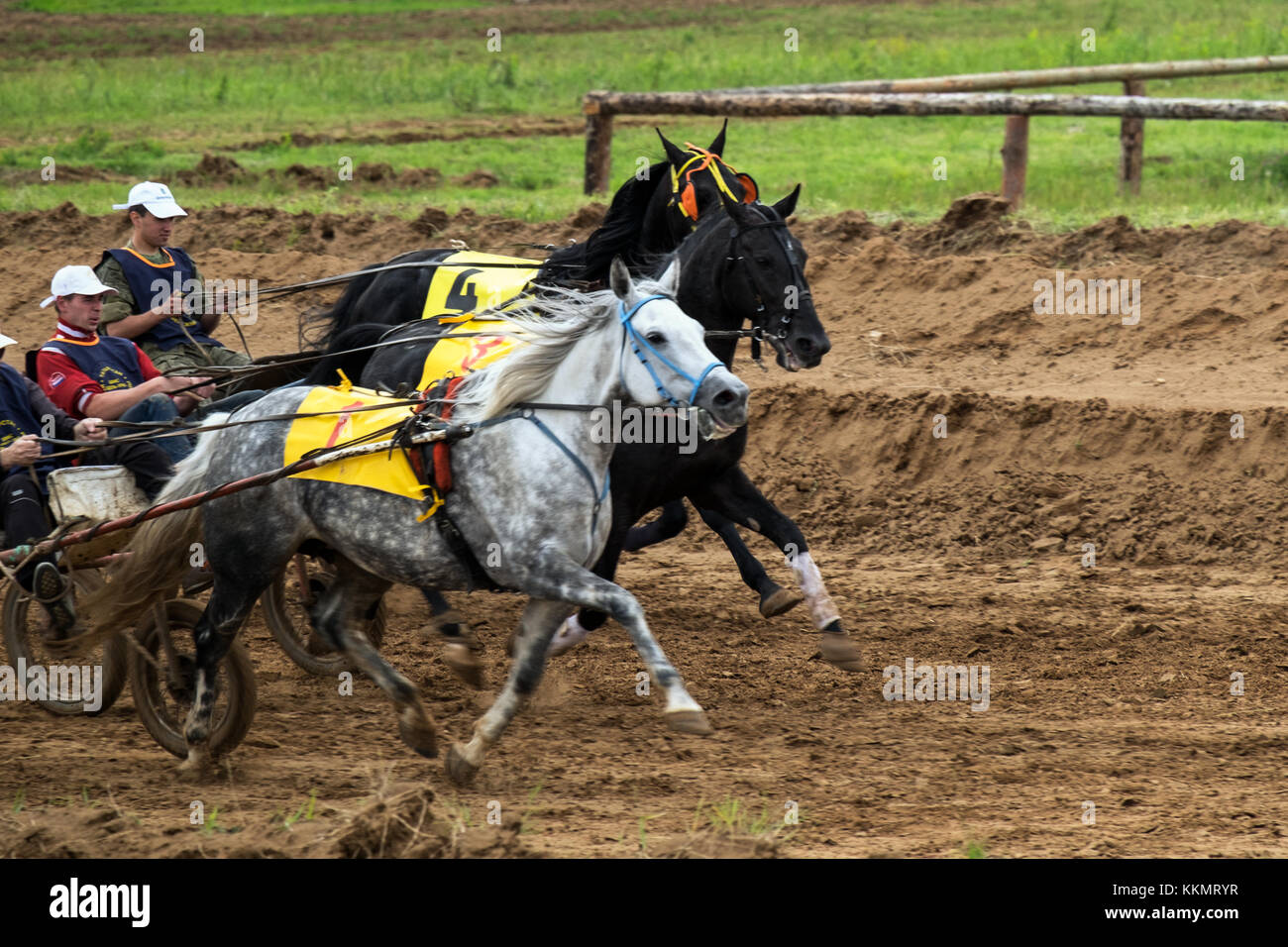 Three race horses in run. One white and two black horses with riders in ...