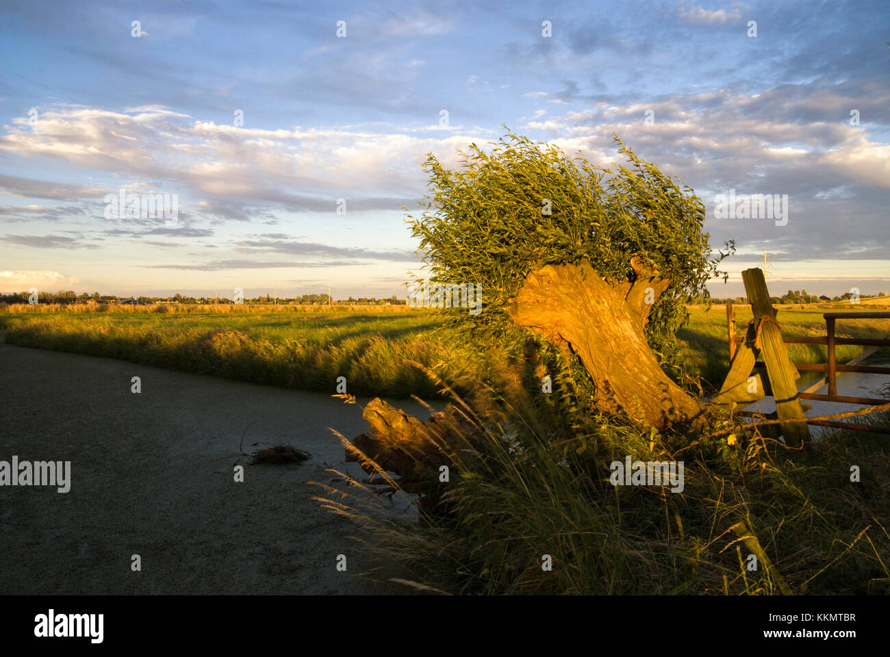 Bended willow tree on a windy evening near the Dutch village ...