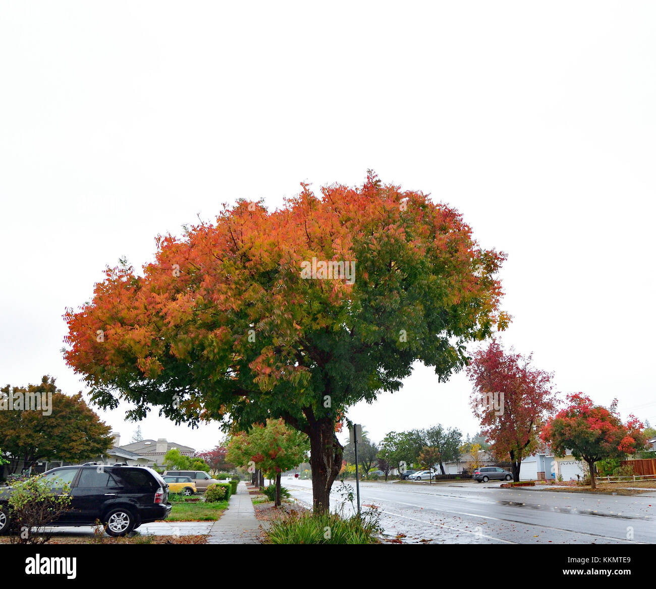 Colorful Fall leaves under an overcast sky Stock Photo - Alamy