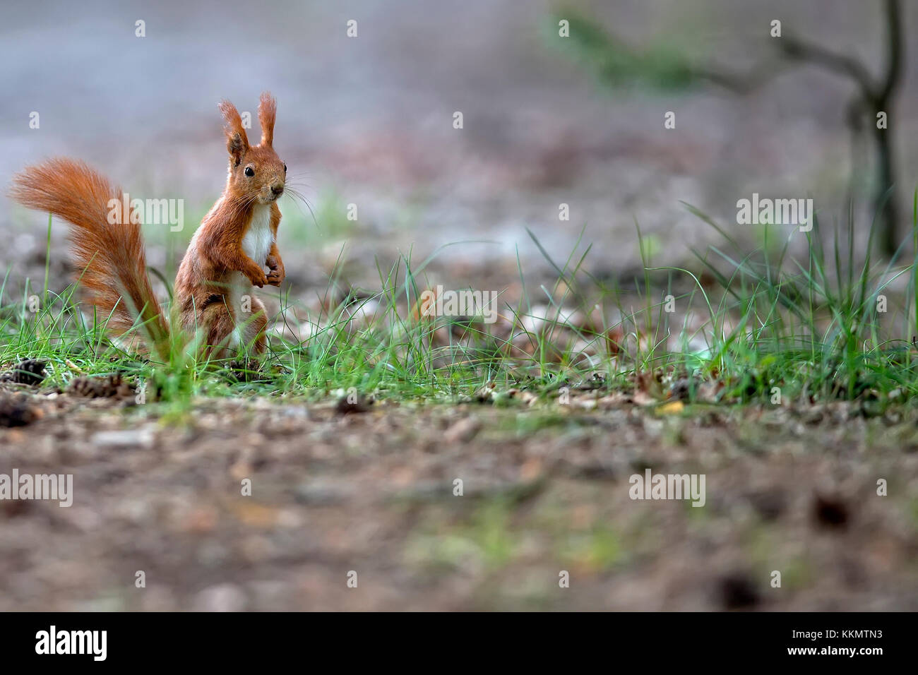 Red squirrel in the forest in the wild Stock Photo - Alamy