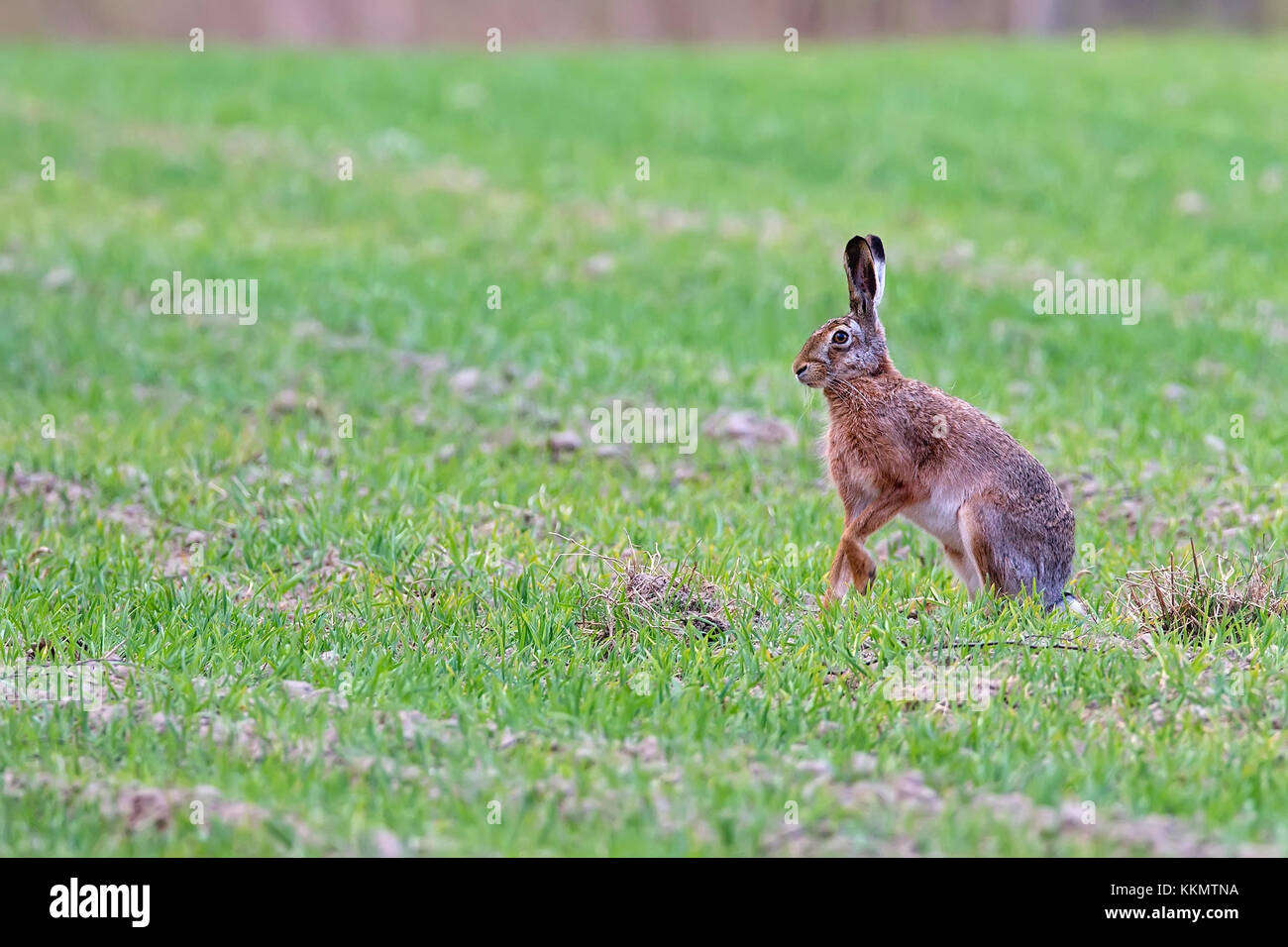Hare in a clearing Stock Photo - Alamy