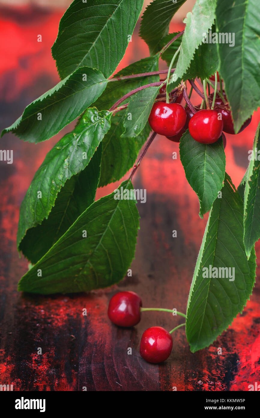 Bunch cherry tree with berries and leaves over red wooden background ...
