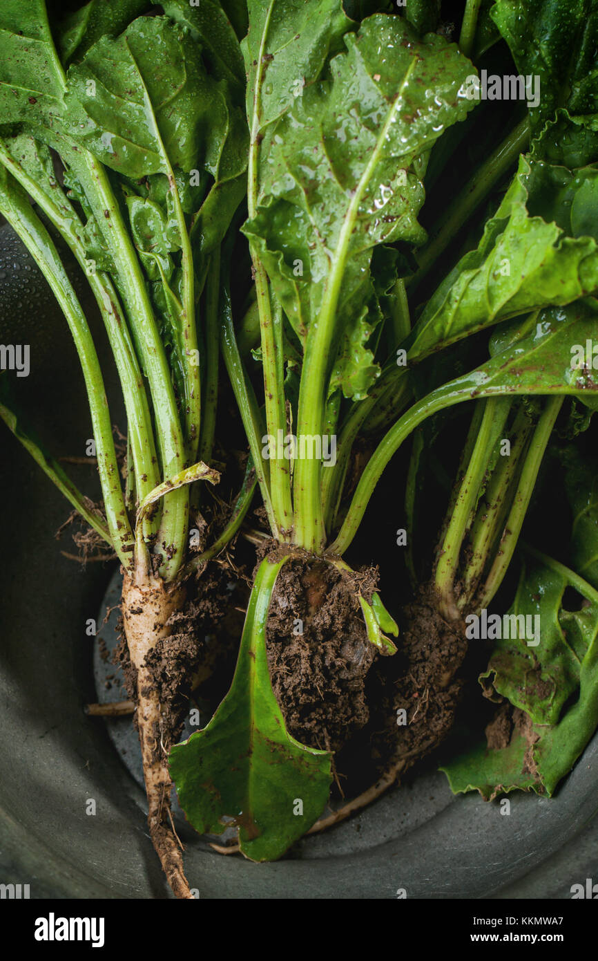 Bunch of young sugar beet roots with soil and haulm in metal bowl. Top ...