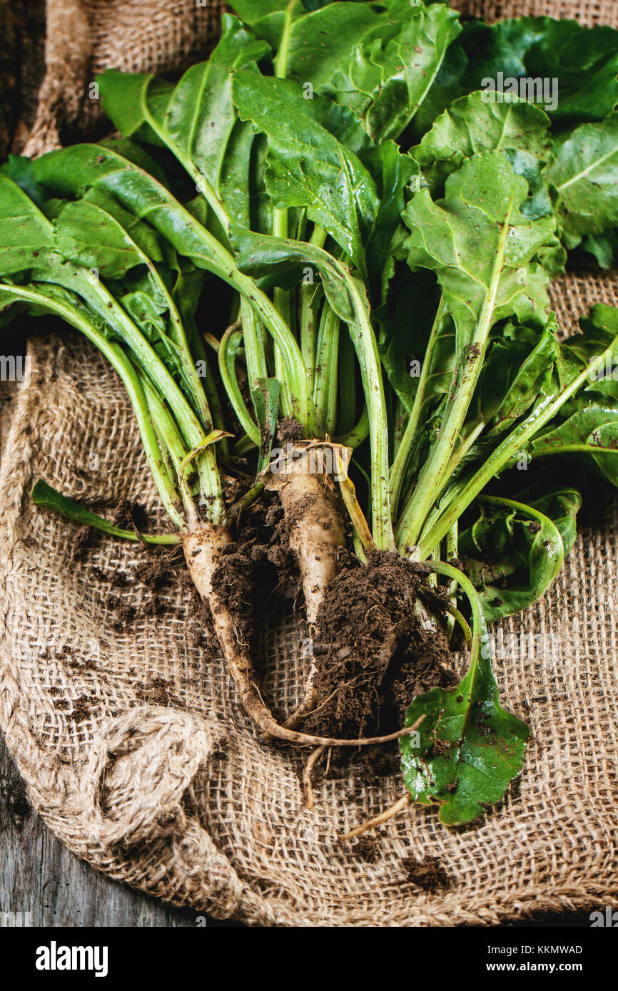 Bunch of young sugar beet roots with soil and haulm over sacking Stock ...