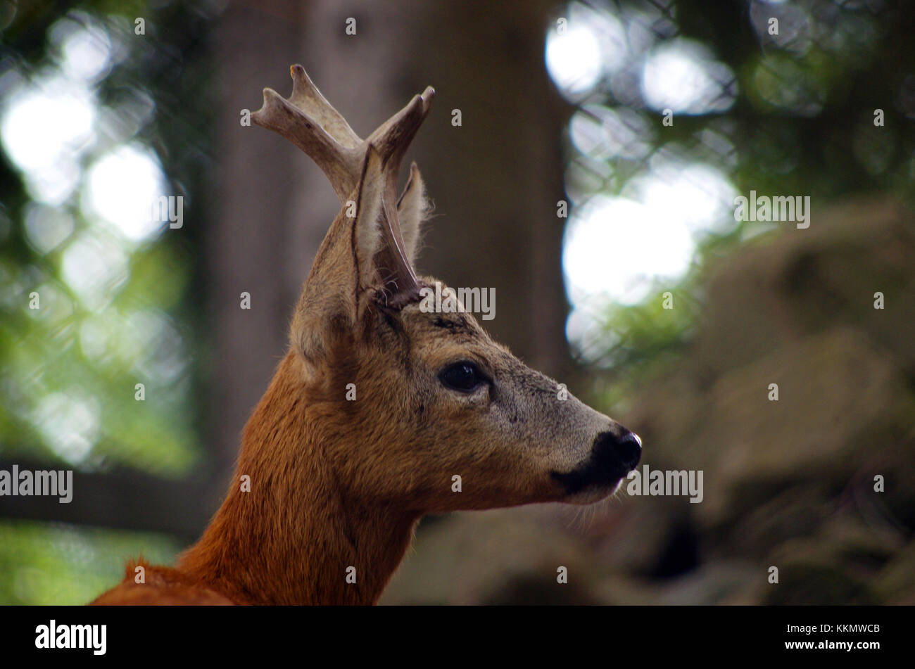 Roe deer with beautiful horns in the woods Stock Photo - Alamy