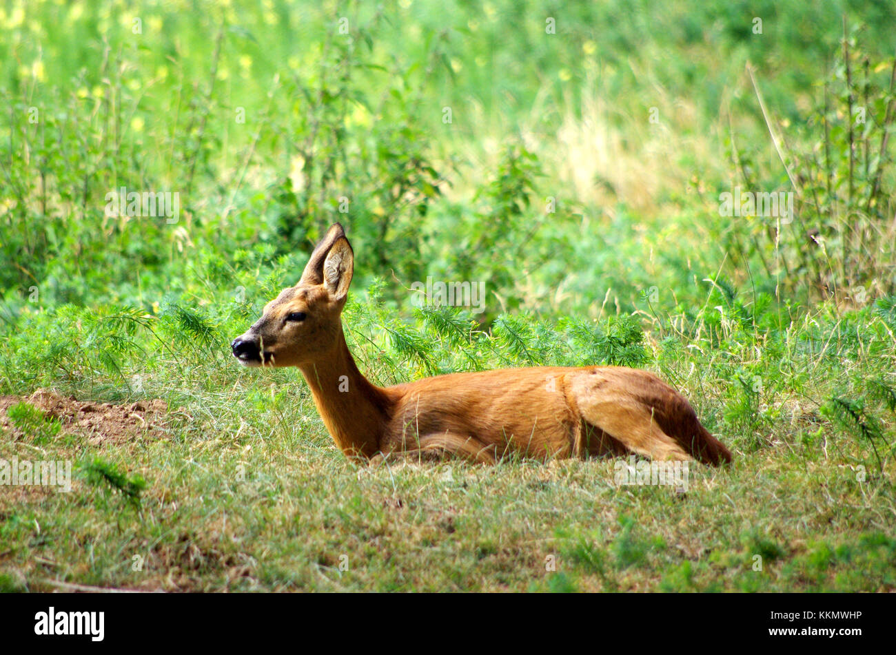 Young roe deer in the sun at the edge of the woods Stock Photo - Alamy