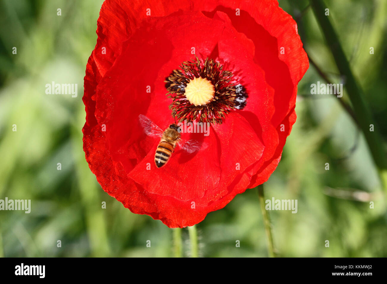 Poppy flower or papaver dubium and honey bee apis mellifera in Italy in ...