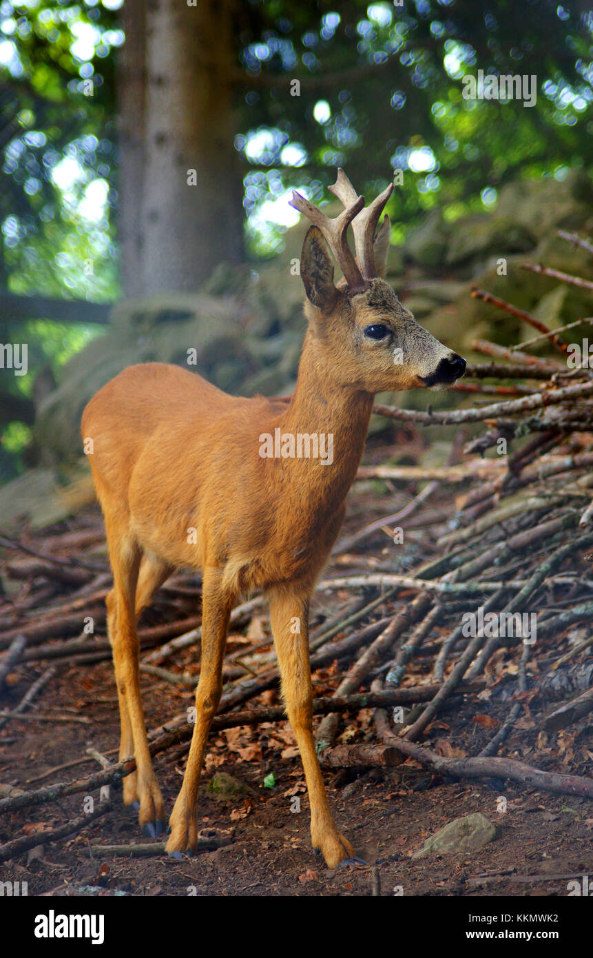 Roe deer with beautiful horns in the woods Stock Photo - Alamy