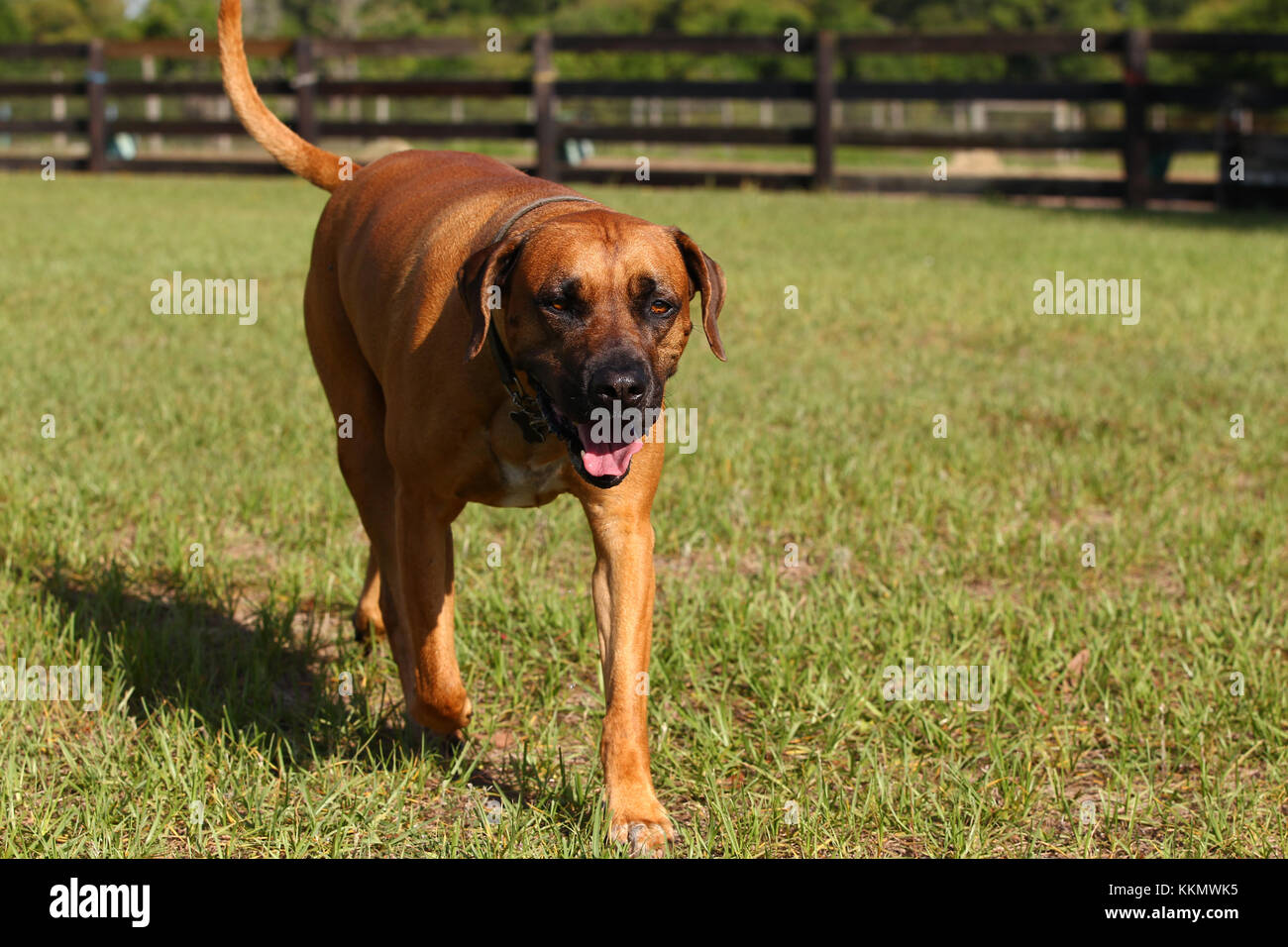 American black mouth cur hi-res stock photography and images - Alamy