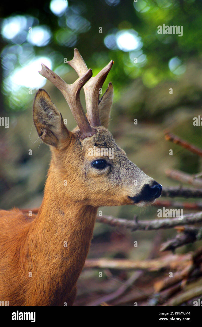 Roe deer with beautiful horns in the woods Stock Photo - Alamy