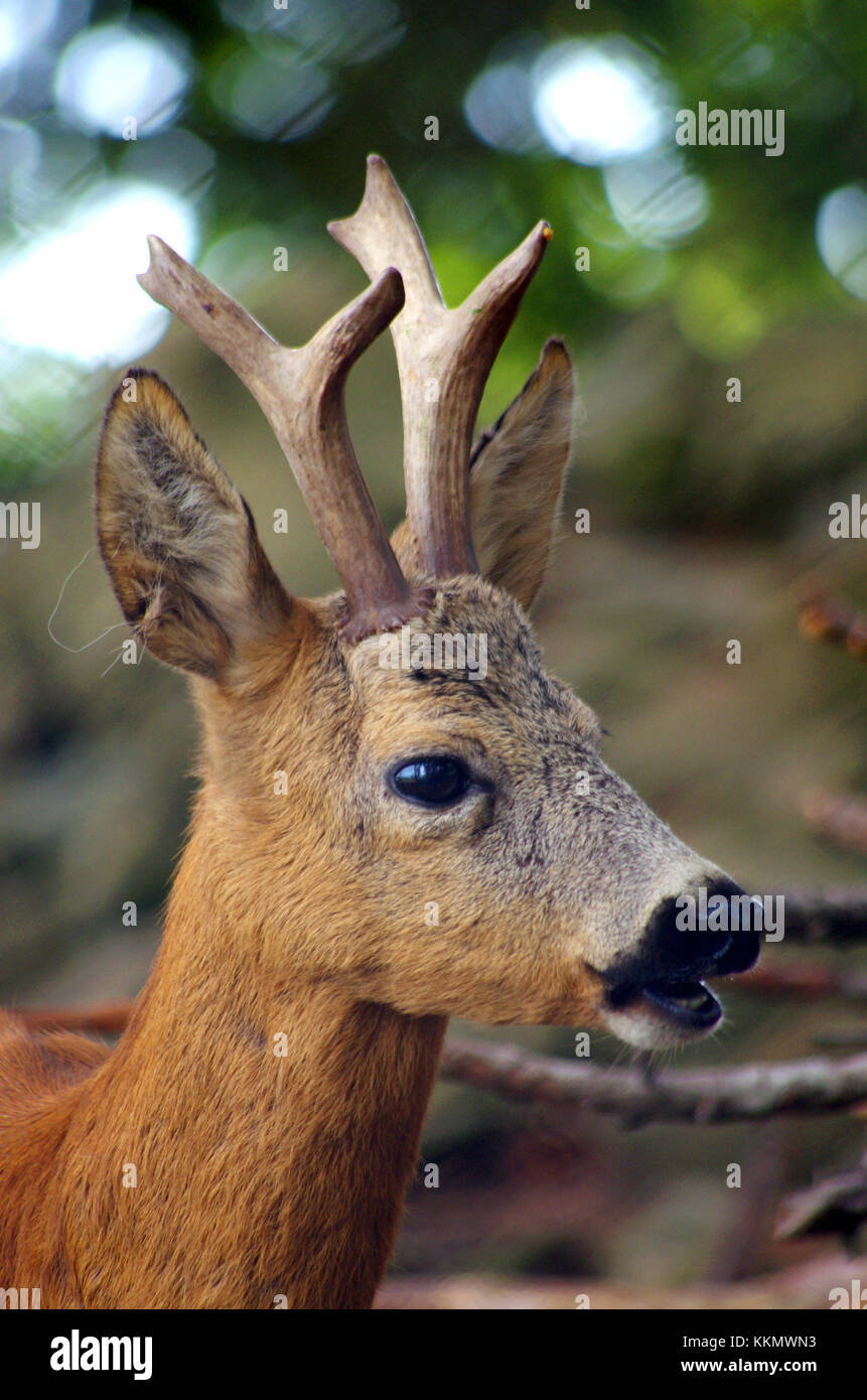 Roe deer with beautiful horns in the woods Stock Photo - Alamy