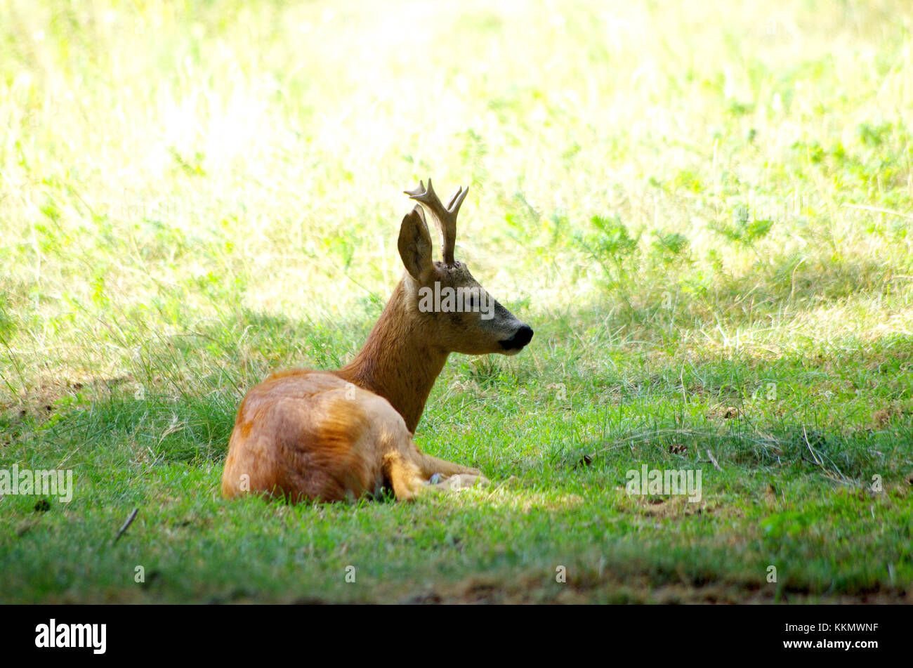 Young roe deer in the sun at the edge of the woods Stock Photo - Alamy