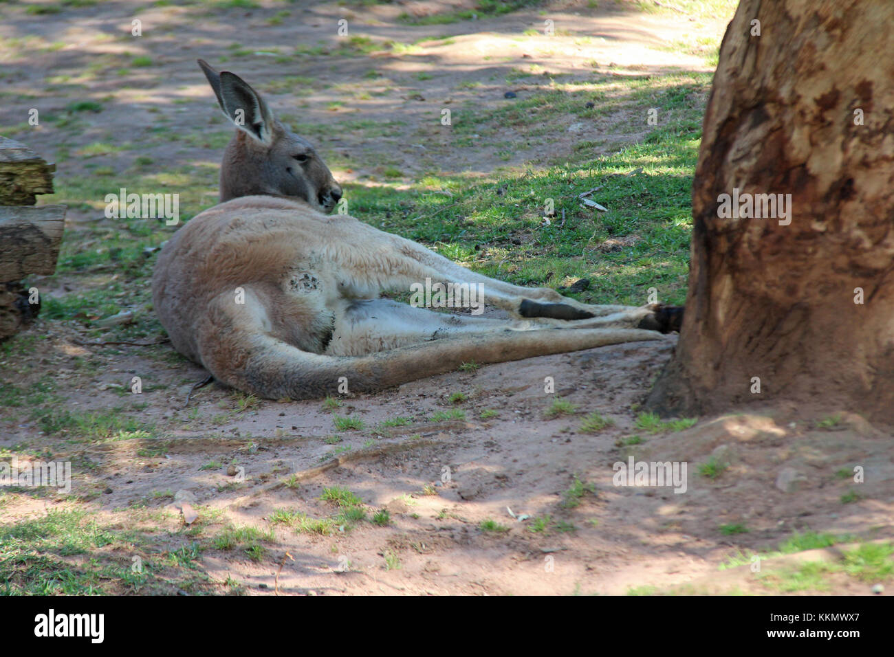 Kangaroo Enclosure Stock Photos & Kangaroo Enclosure Stock Images - Alamy