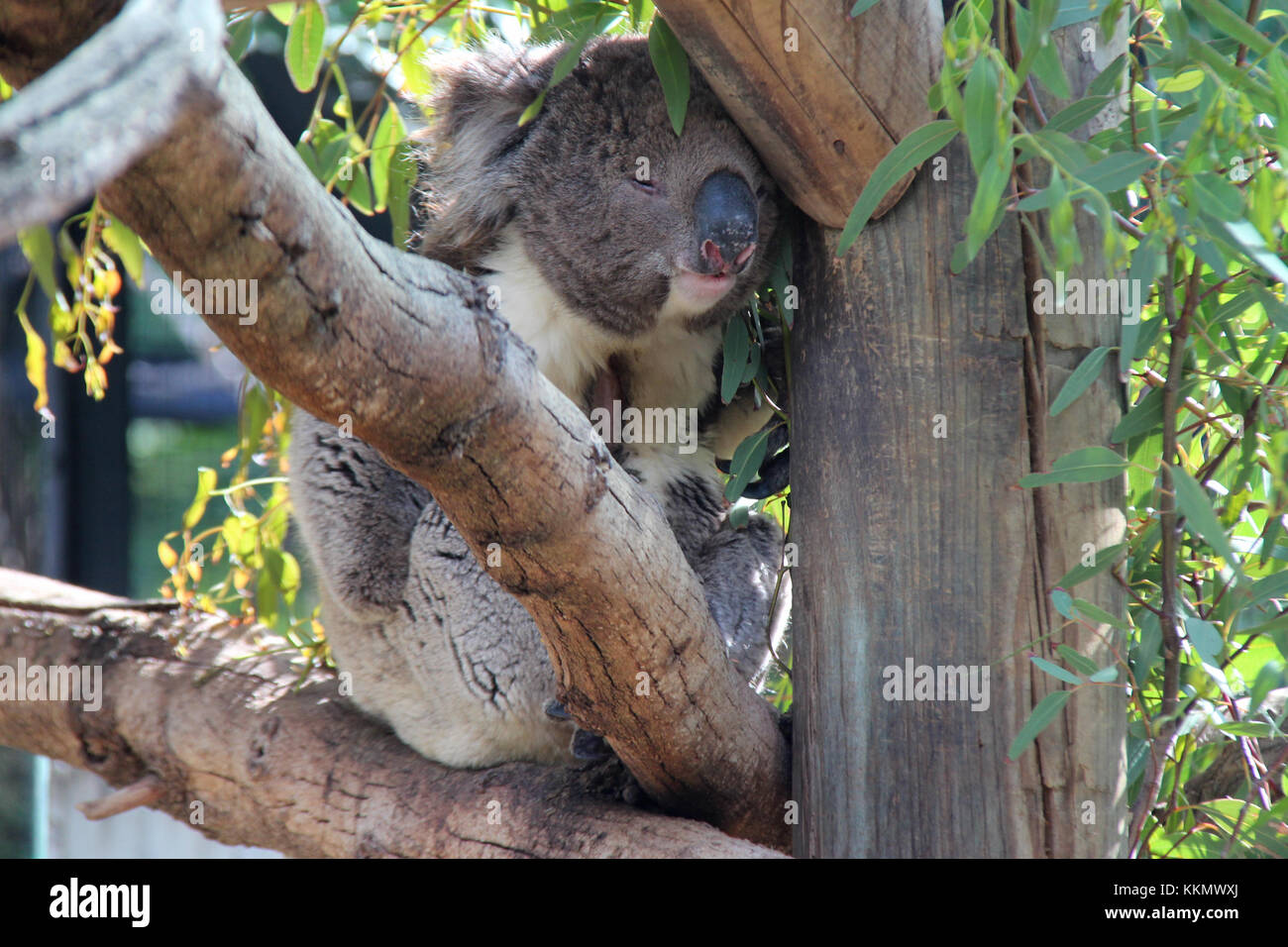 Koala in eucalyptus tree adelaide hi-res stock photography and images ...