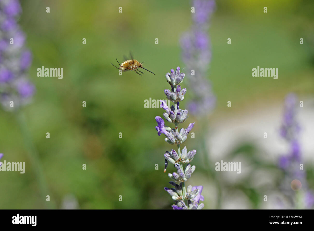 Bee fly or bee-fly Latin name bombylius major coming in to feed on ...