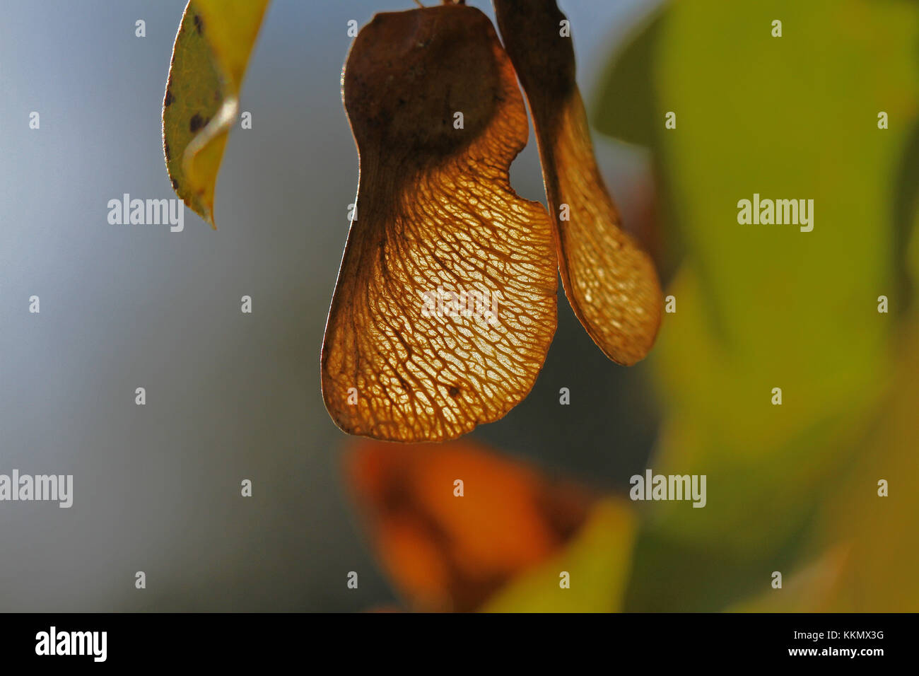Italian maple or sycamore seed very close up with the light behind ...