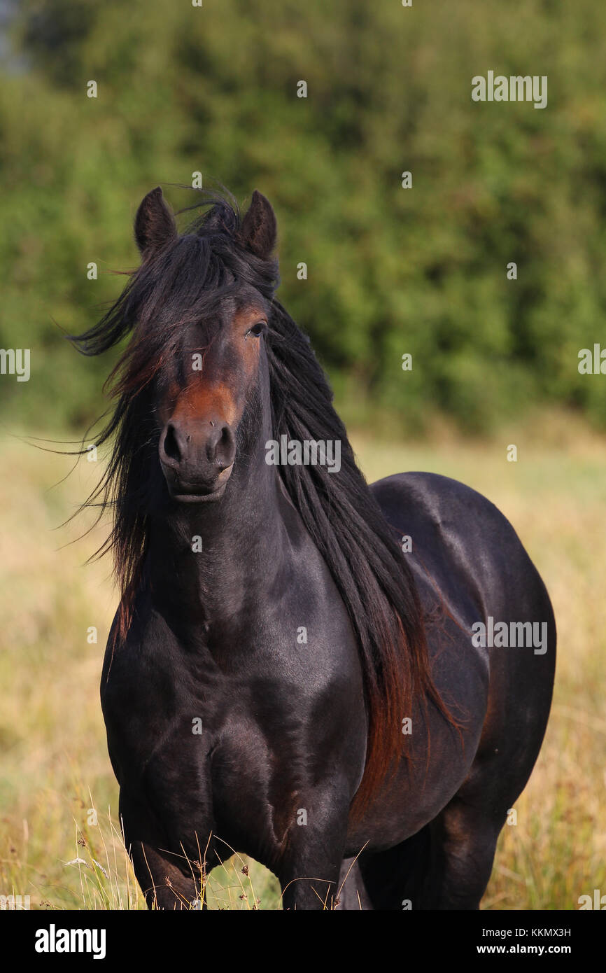 Fell pony hi-res stock photography and images - Alamy