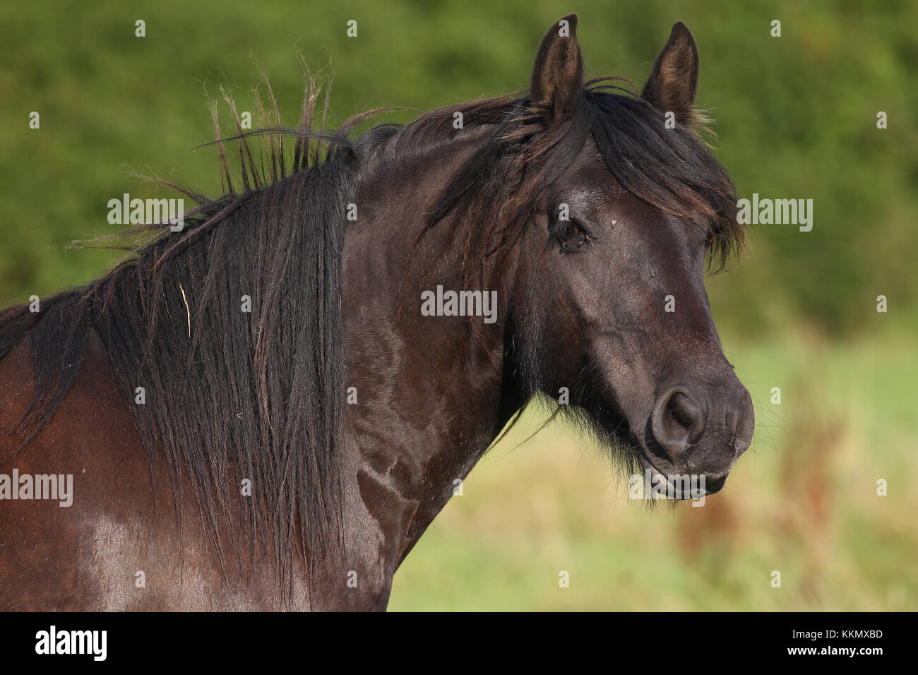 Fell pony hi-res stock photography and images - Alamy