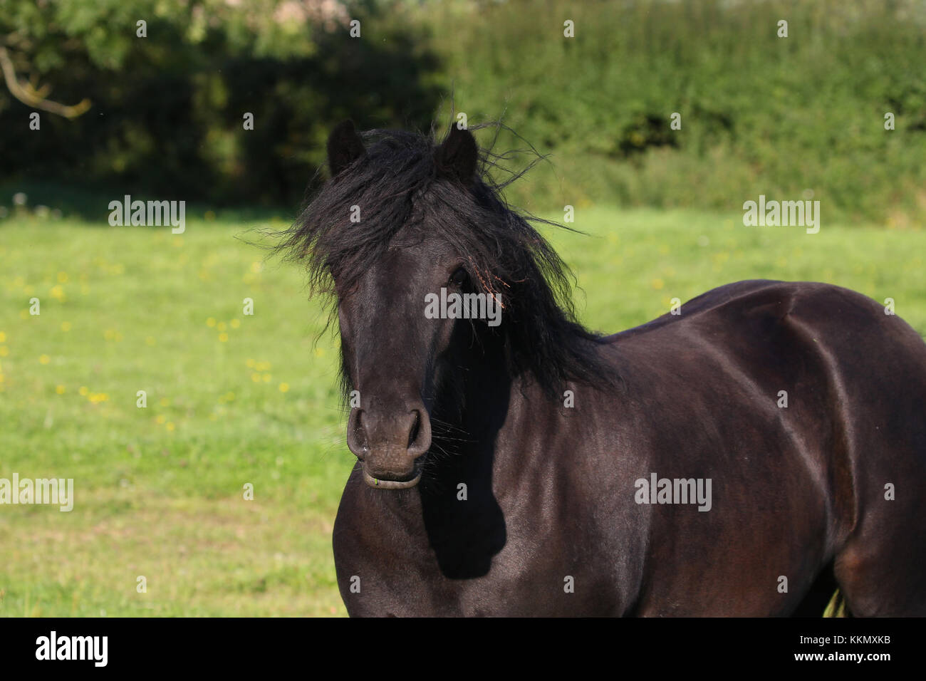 Fell Pony High Resolution Stock Photography and Images - Alamy