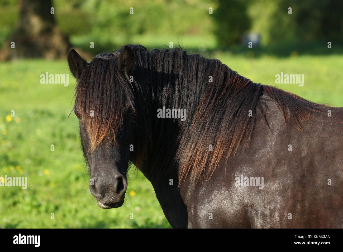 Fell pony hi-res stock photography and images - Alamy