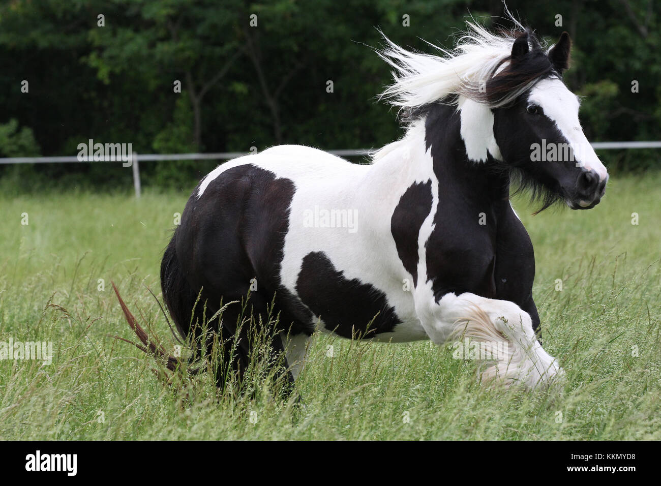 Gypsy vanner hi-res stock photography and images - Alamy