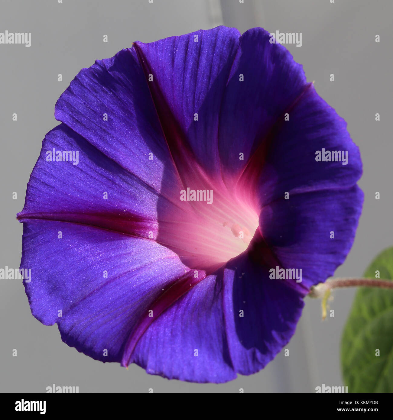 Ipomoea nil hi-res stock photography and images - Alamy