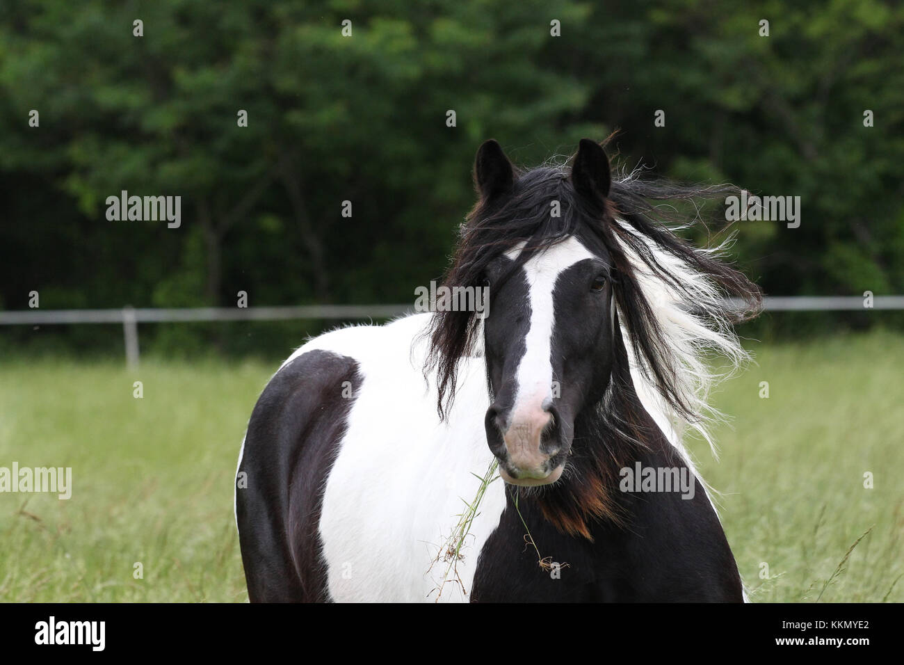 Gypsy grass hi-res stock photography and images - Alamy