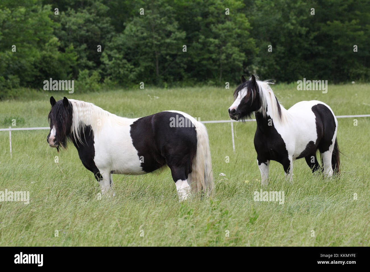 Gypsy gypsy vanner horse hi-res stock photography and images - Alamy