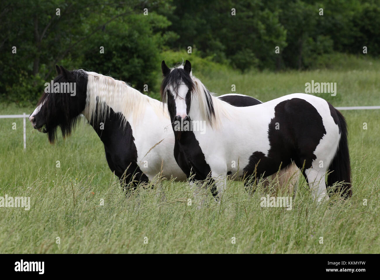 Gypsy grass hi-res stock photography and images - Alamy