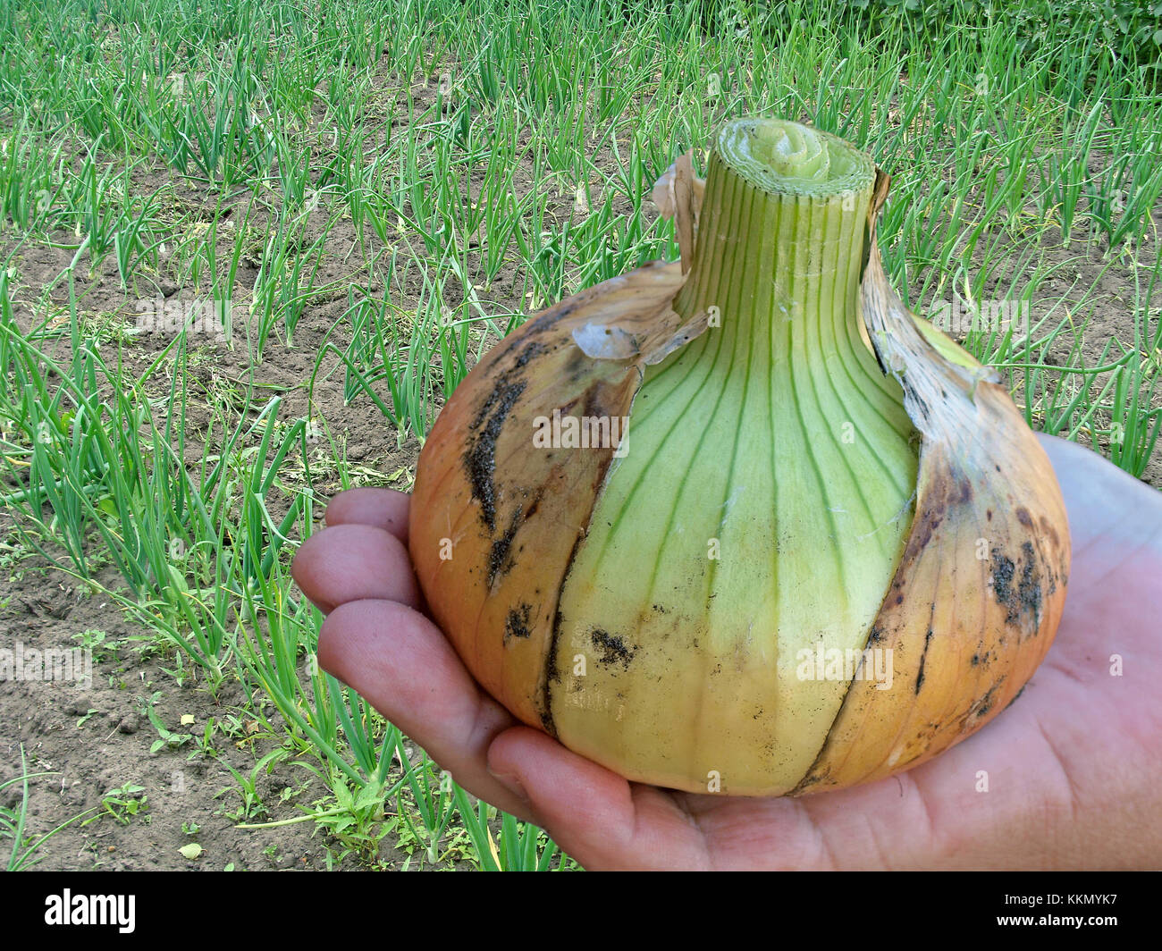 Field with onion furrows and hand holding big one Stock Photo - Alamy