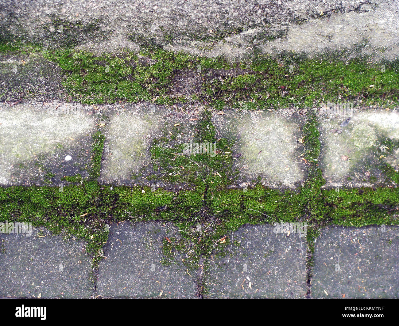 Green moss growing on wet concrete wall basement and footpath border ...