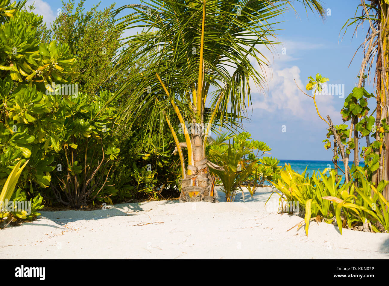 Path to the Paradise. Small Path of Sand with Vegetation at Side which ...