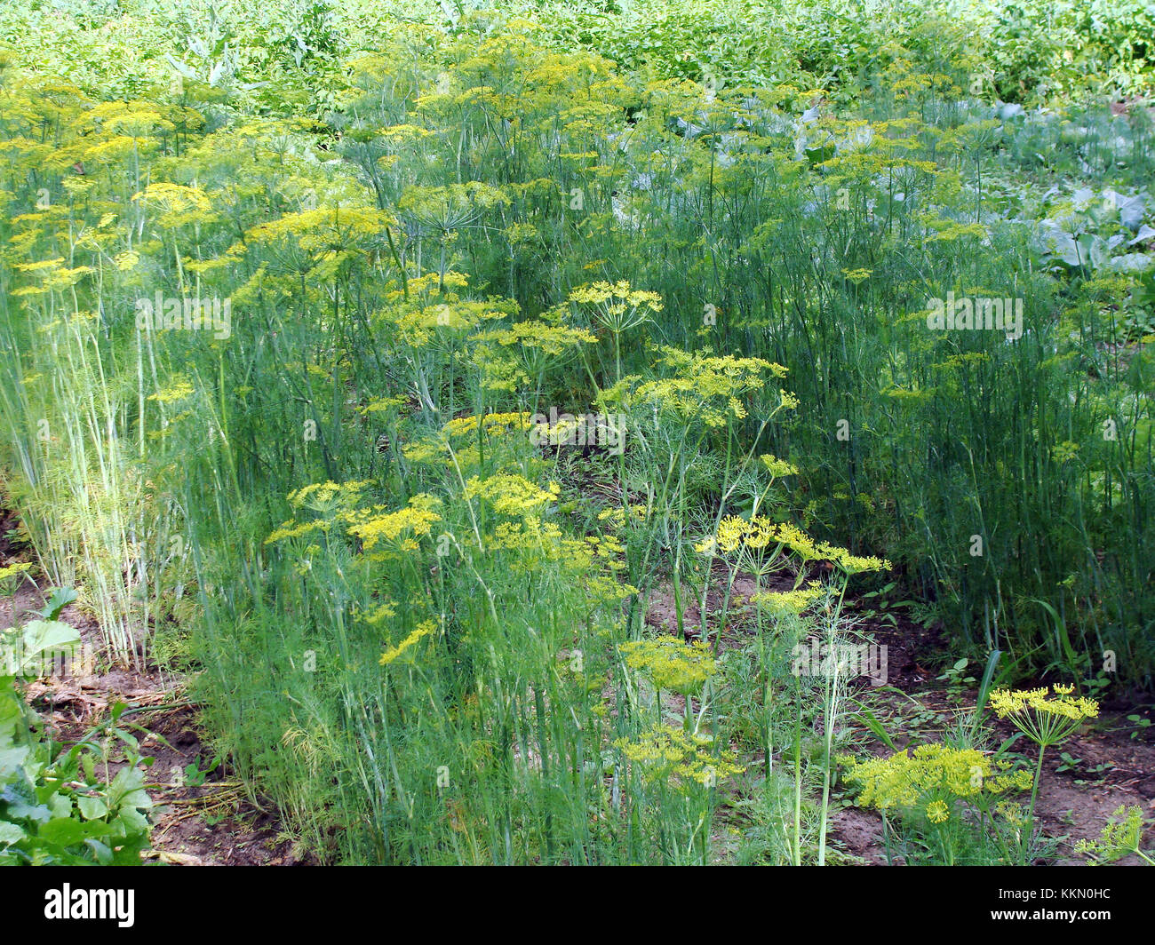 Furrows of dill growing in vegetable garden concept of organic ...