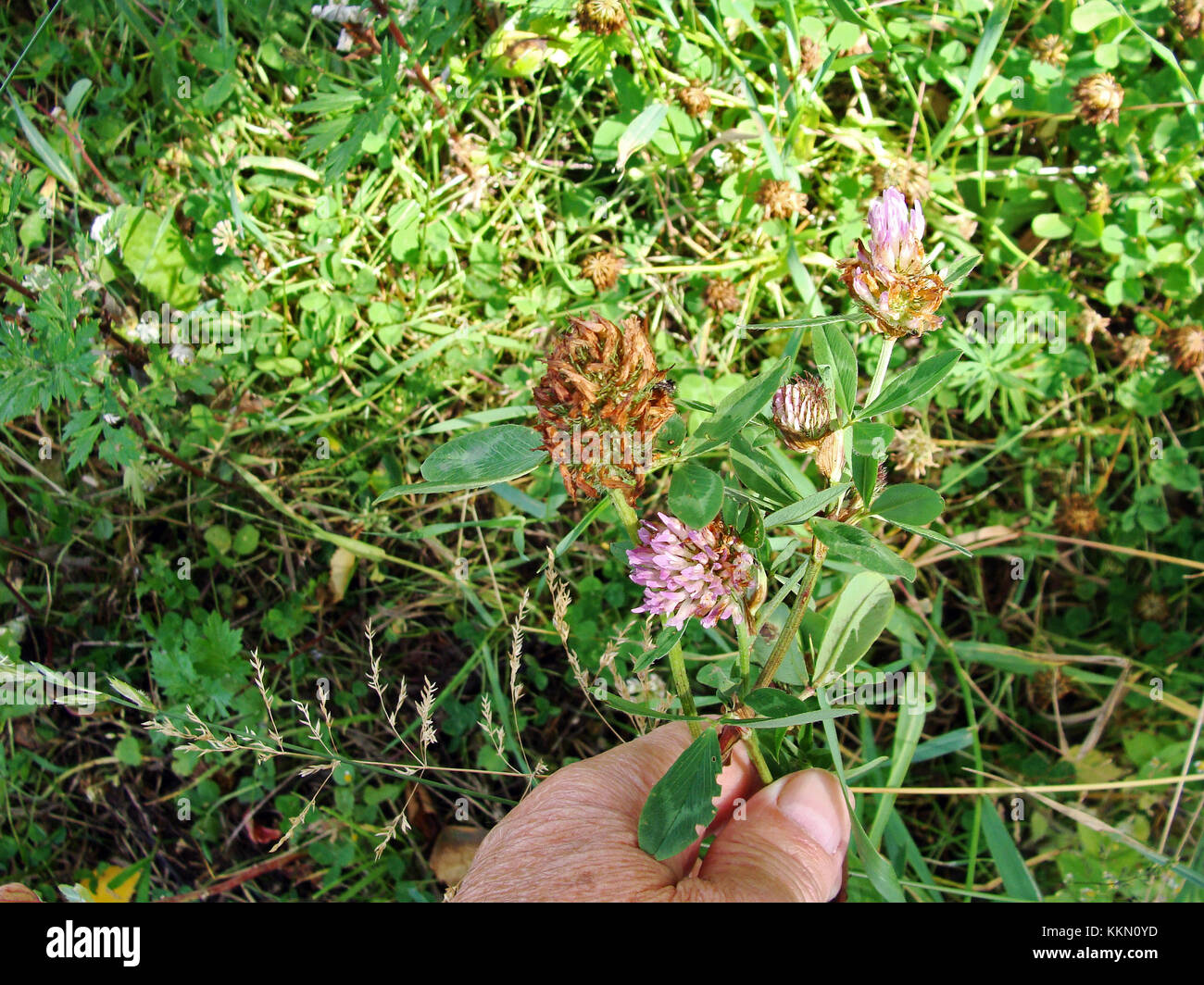 Red clover hi-res stock photography and images - Alamy