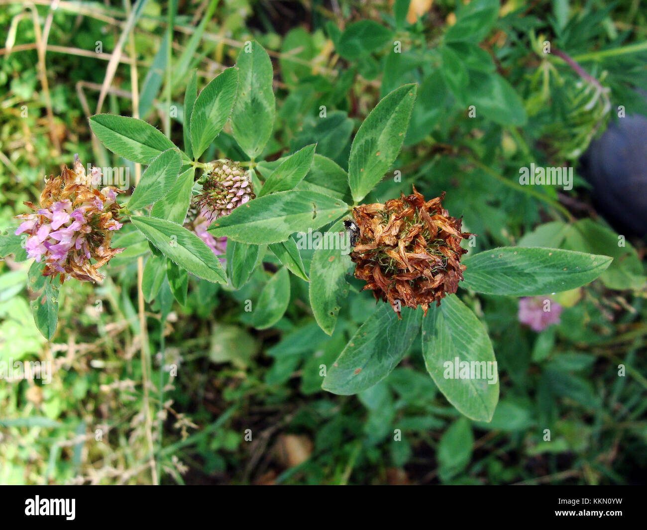 Red clover or trefoil with dried flowers and ripe seeds ready for ...