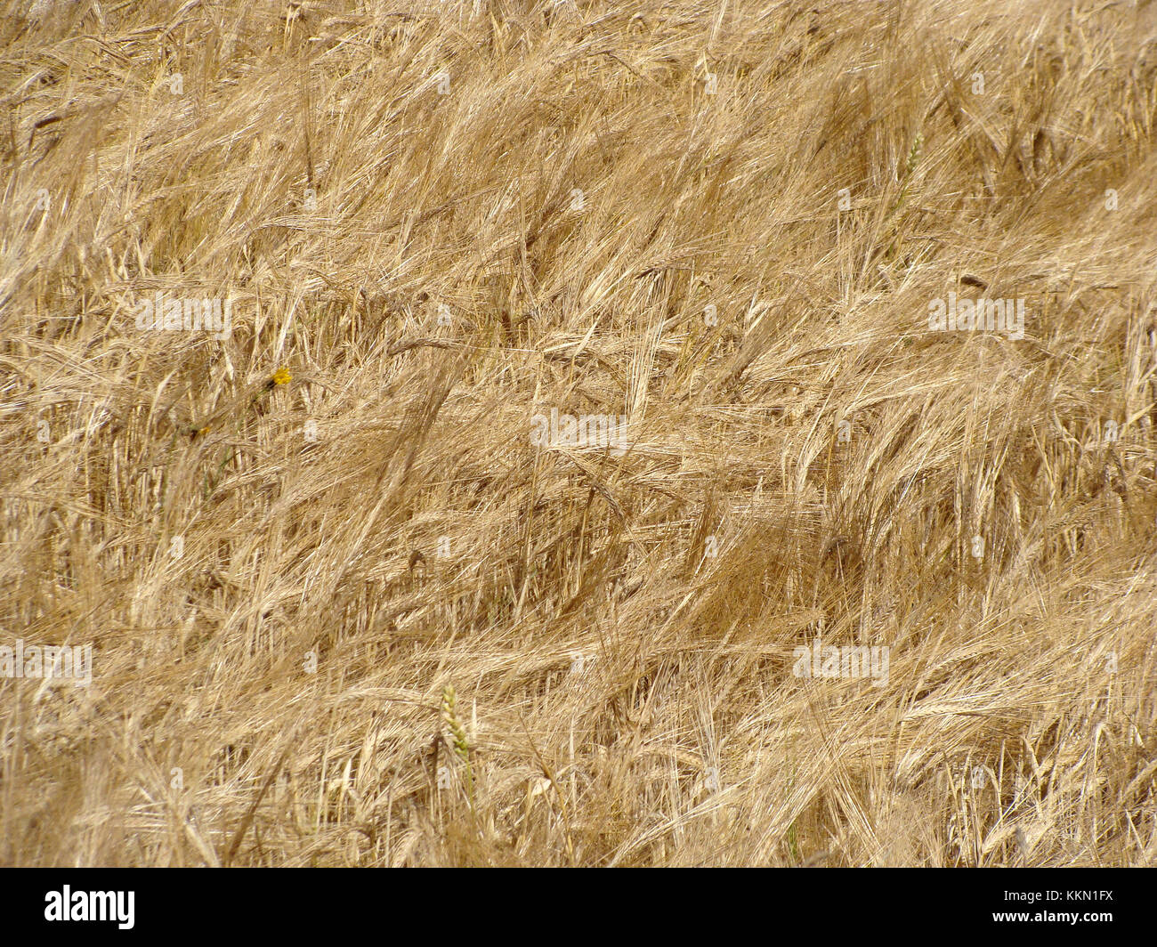 Ripe barley ears with long hairs or mustaches on field close up Stock ...
