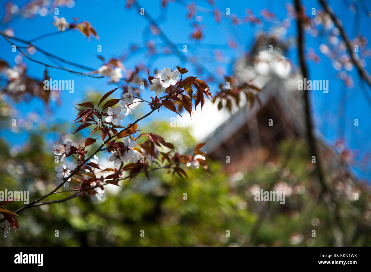 Beautiful sakura tree with the roof of a temple in the spring Stock ...