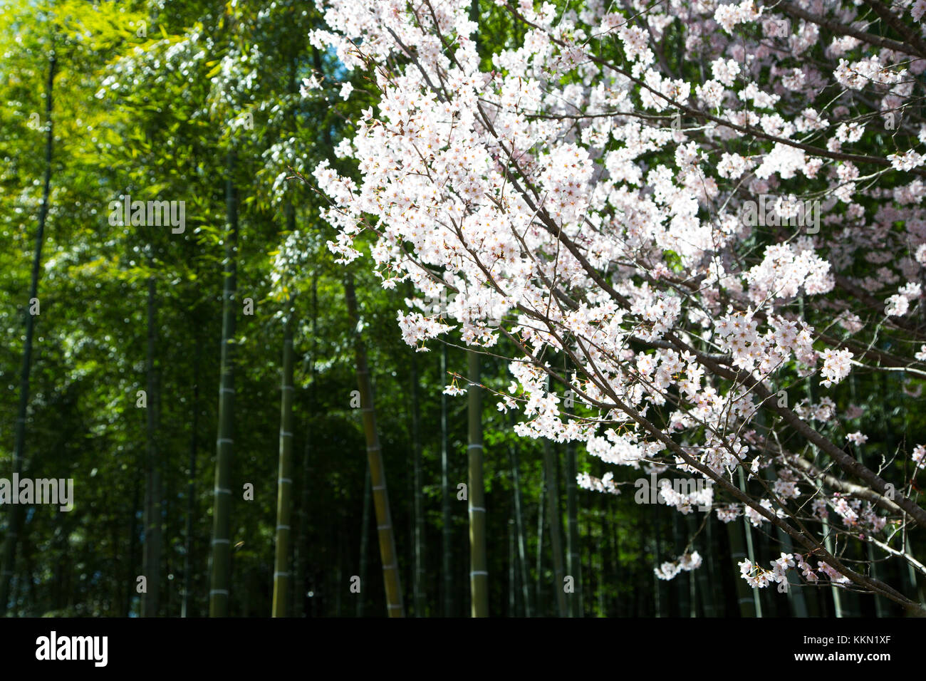 White sakura tree in front of a forest of bamboo in Japan Stock Photo ...
