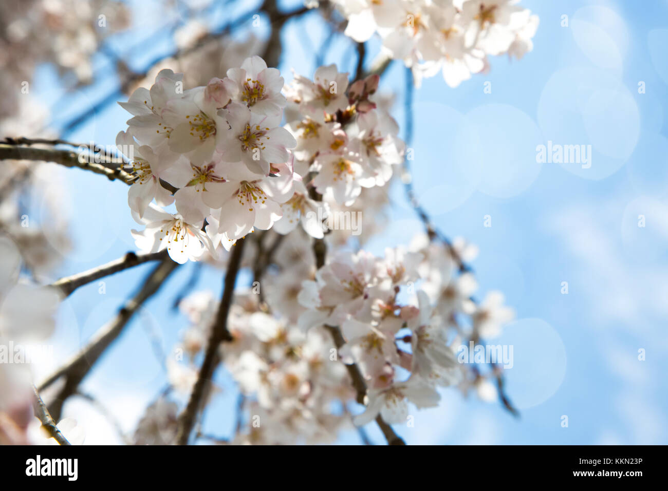 Spring Sakura Blossoms in branches Stock Photo - Alamy