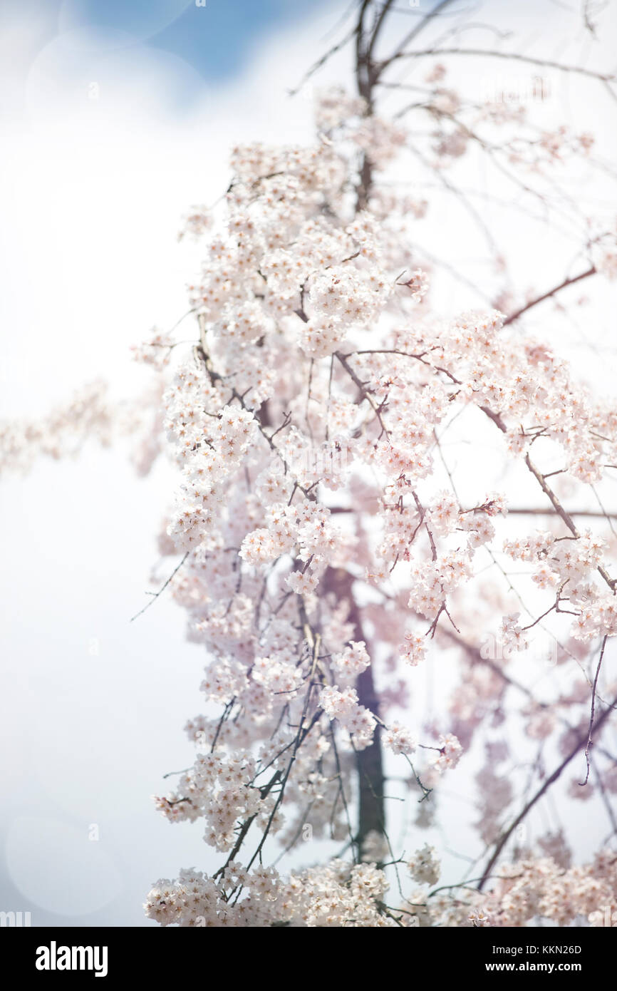 Sakura branches detail hi-res stock photography and images - Alamy