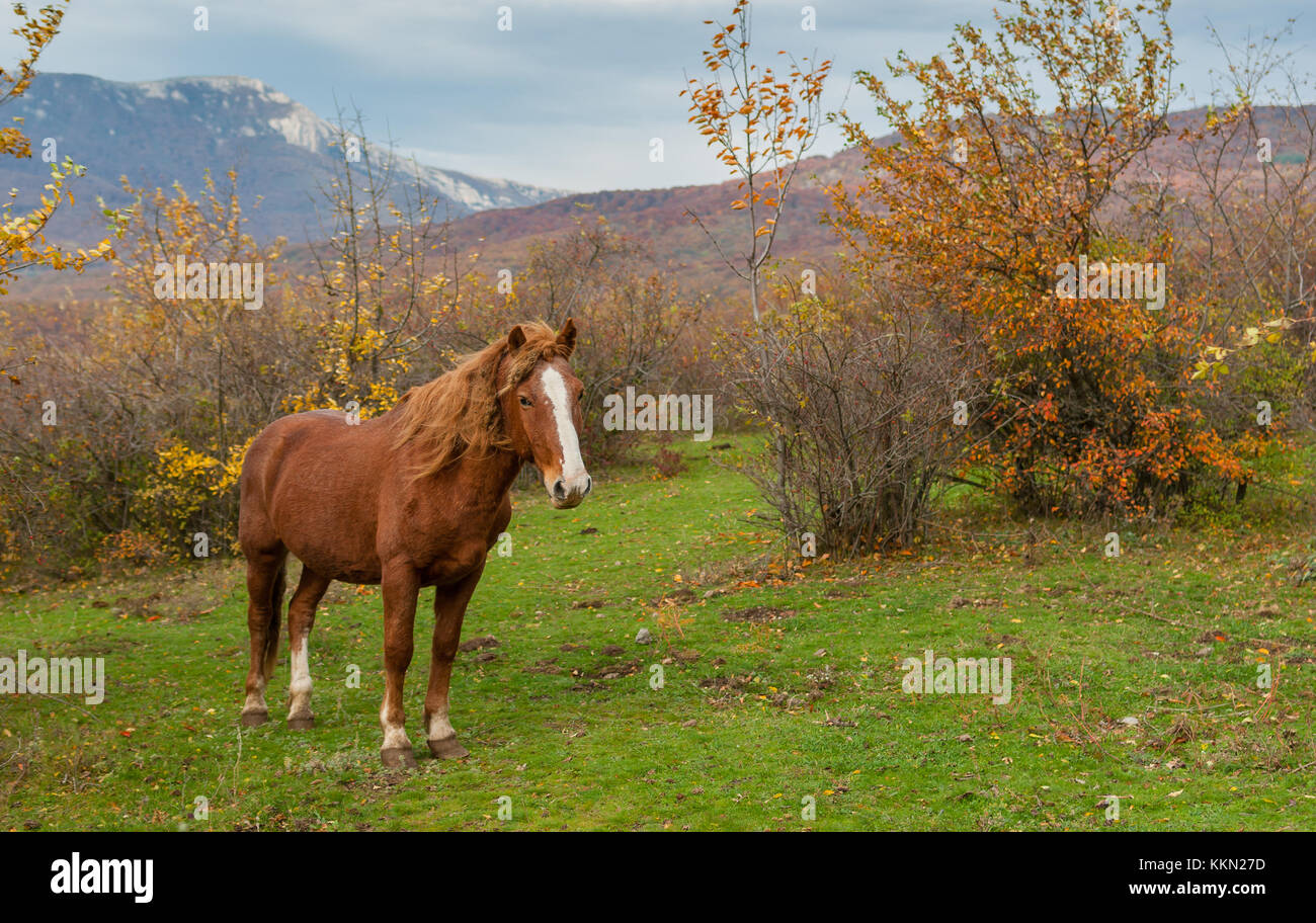 Lonely tatar horse standing on autumnal pasture located in Crimean ...