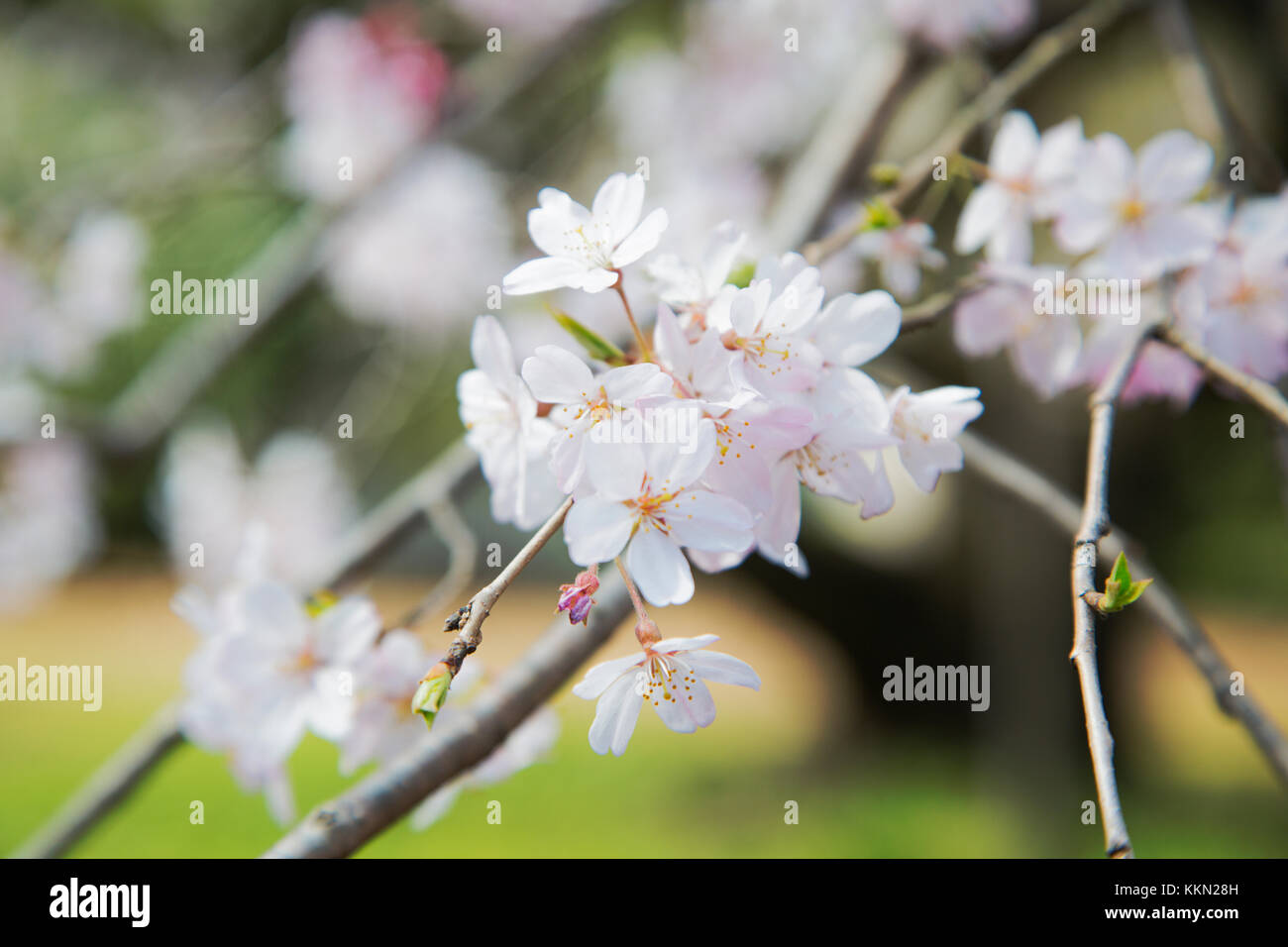 Beautiful cherries in a tree during the spring in Japan Stock Photo - Alamy