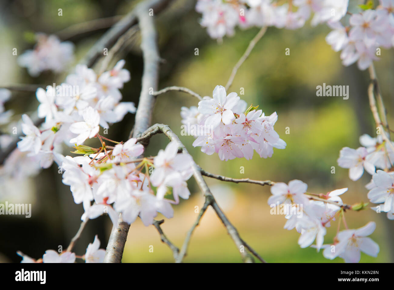 Japanese cherries in bloom hi-res stock photography and images - Alamy