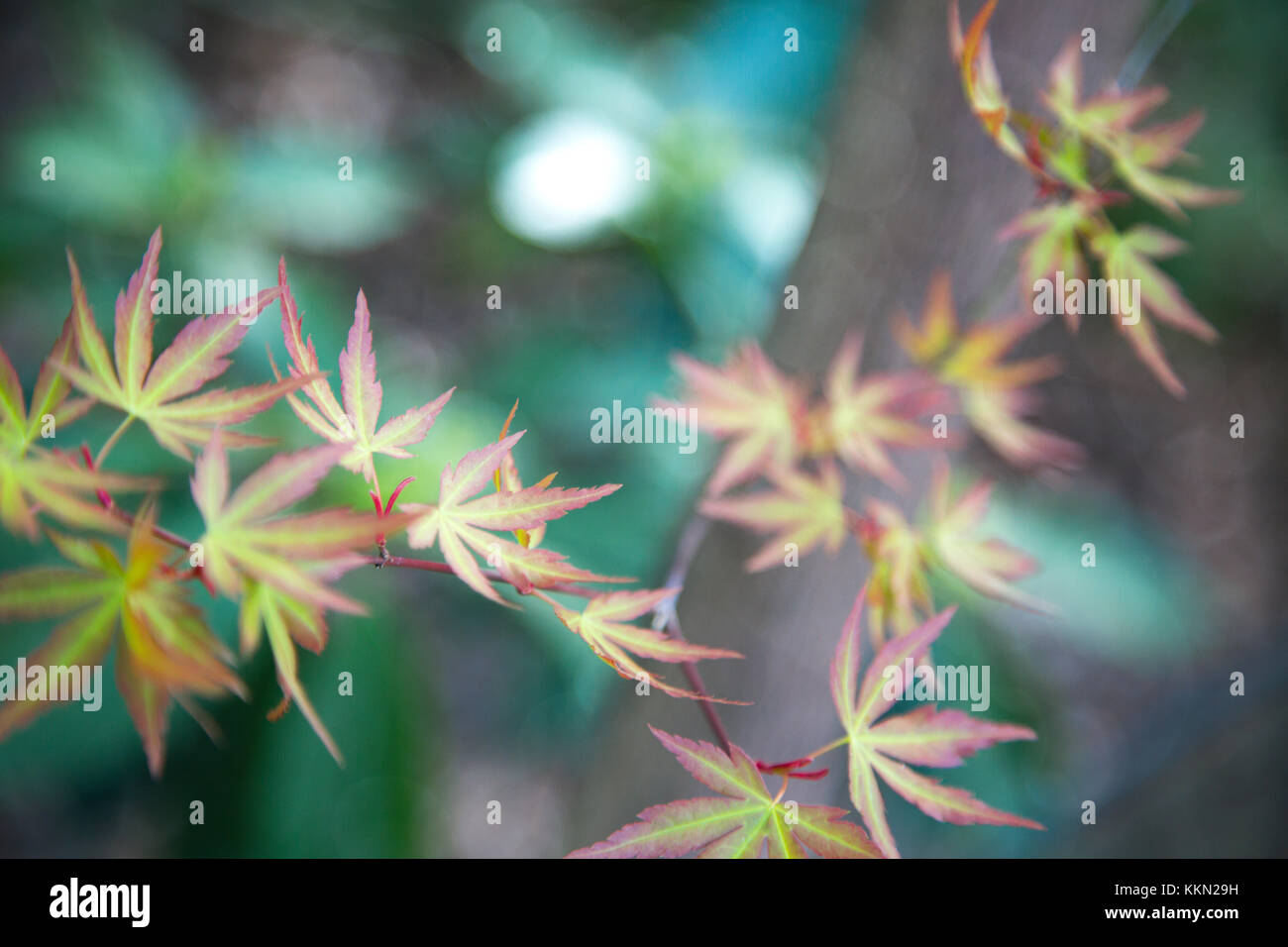 Small red leaves growing in branch Stock Photo - Alamy
